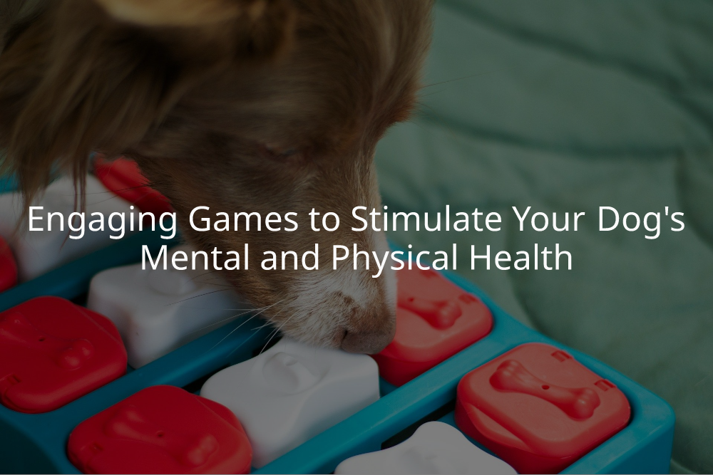 Engaging Games to Stimulate Your Dog's Mental and Physical Health ...