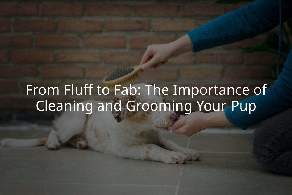 From Fluff to Fab: The Importance of Cleaning and Grooming Your Pup ...